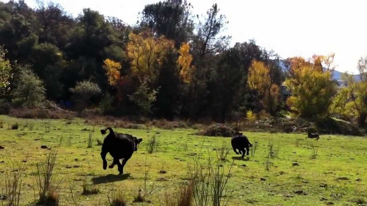 Cow chases a deer - YouTube