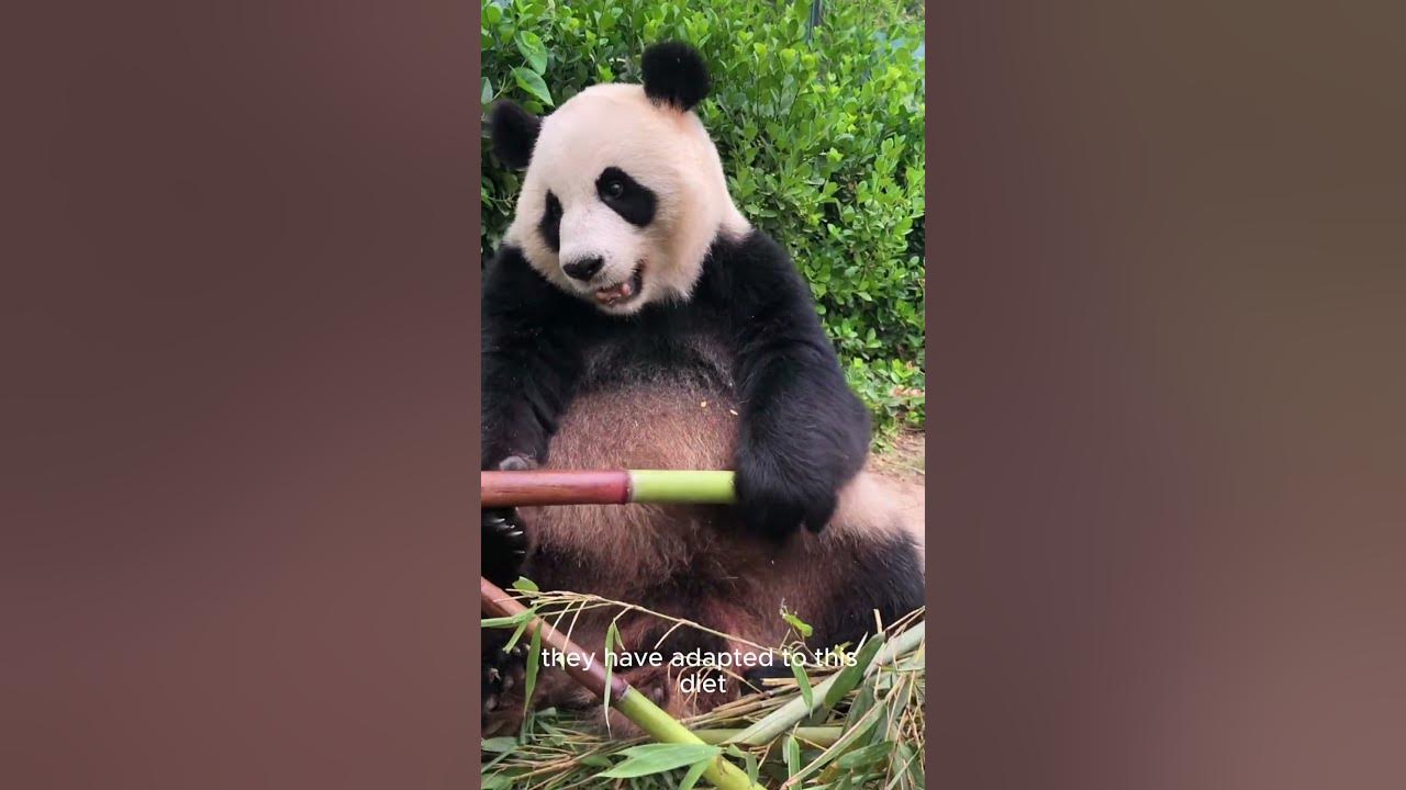 How Pandas Really Eat: Surprising Diet Facts! 🐼🍂 #funfact #facts #panda ...
