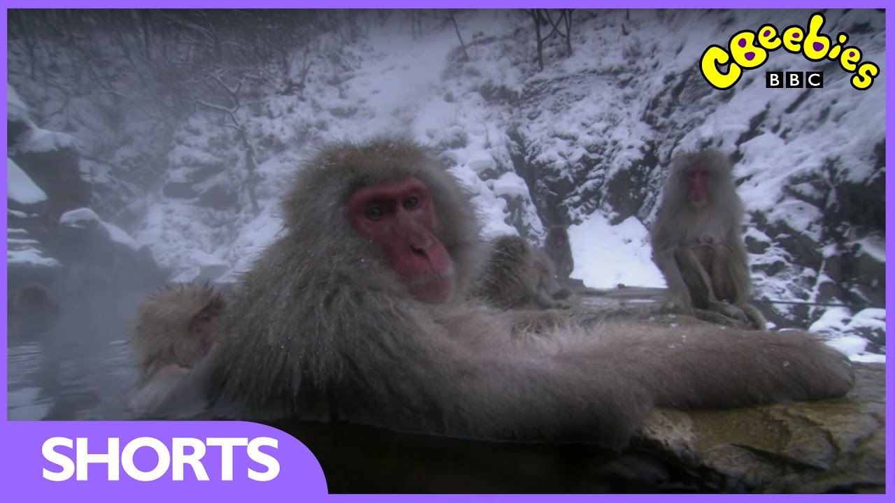 CBeebies | Andy's Baby Animals | Snow Monkeys at the hot springs - YouTube