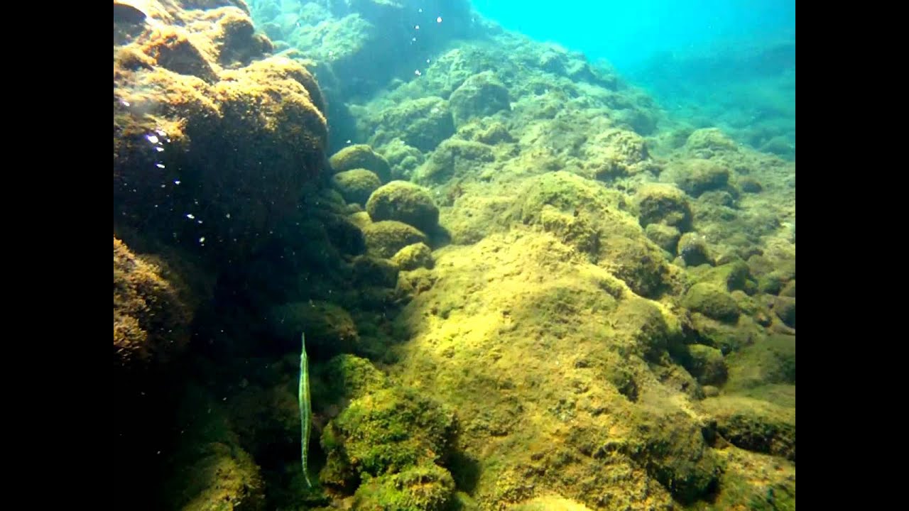 Dominica: ocean bottom fumaroles at Champagne beach - YouTube
