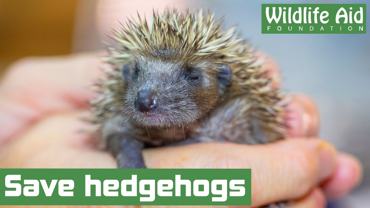 Help us to save hedgehogs! - YouTube