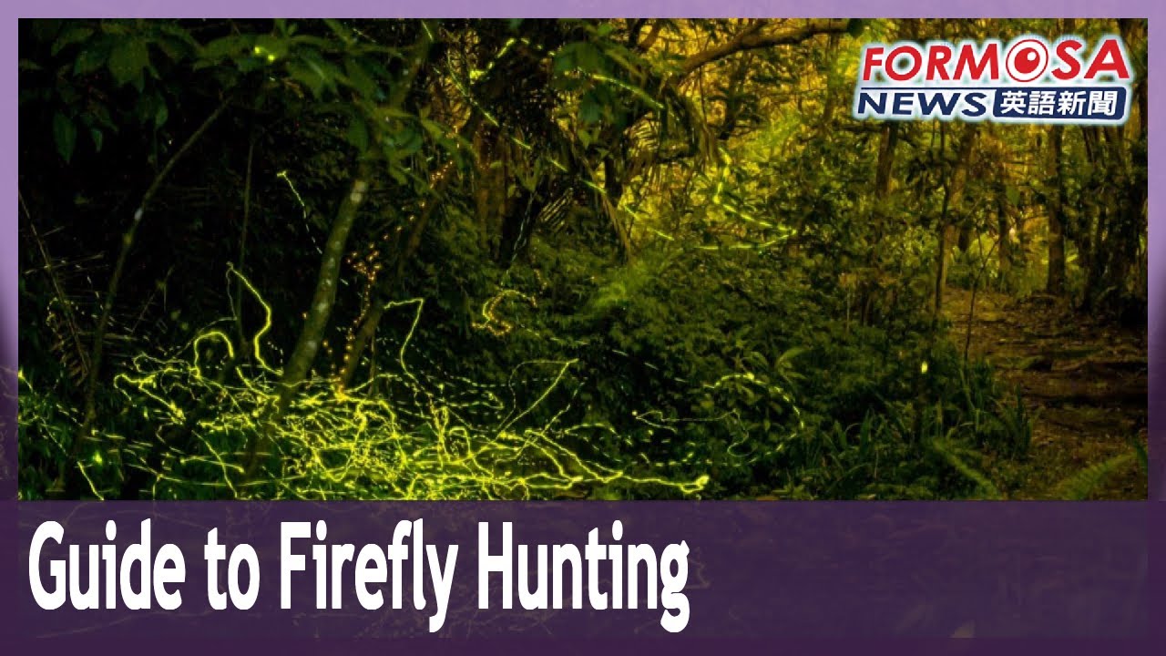 Yilan County publishes 2021 family guide to firefly hunting - YouTube