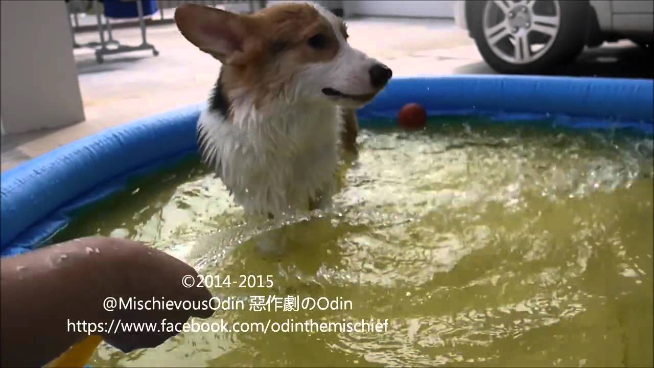 Corgi ~ Mischievous Odin - YouTube