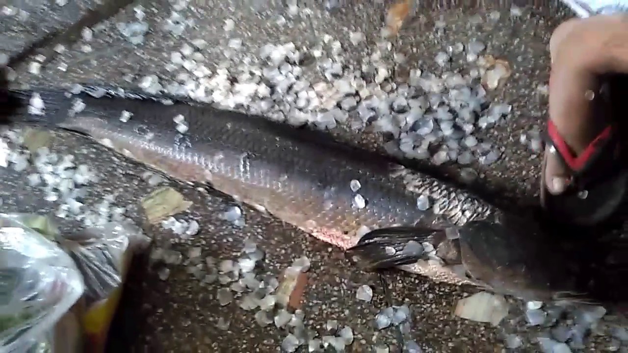 Snake head (Gojar Mach)Fish - YouTube