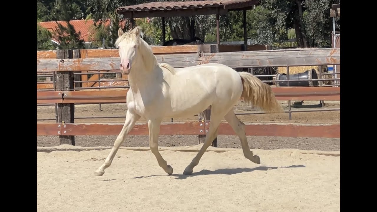 2020 Perlino PRE Andalusian Stallion (Colt) "Lux del Solis" - YouTube
