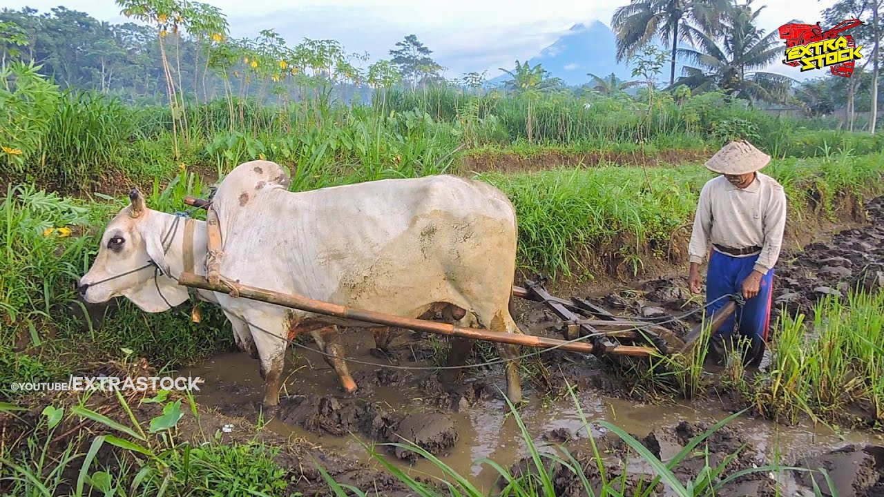 Bikin Kangen Jaman Dulu! Petani Membajak Sawah Dengan Sapi ...
