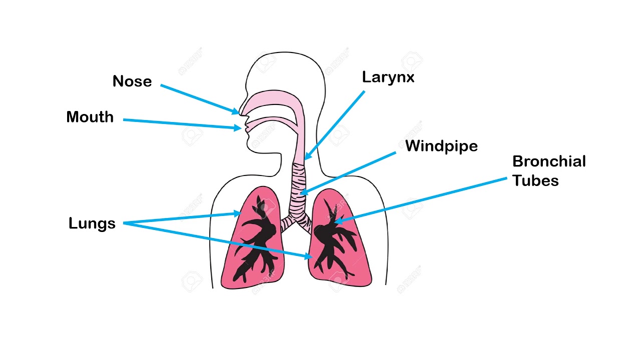 The Digestive and Respiratory Systems - YouTube