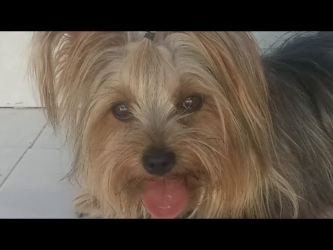 Mi perrita yorki jugando con su peluche en casa. covid19 pandemia ...