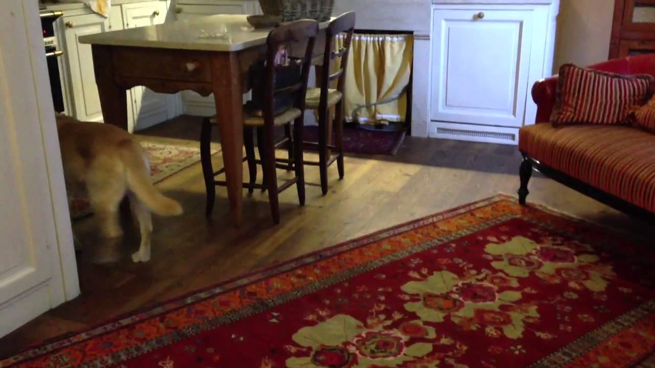 Cane caccia le mosche! - YouTube