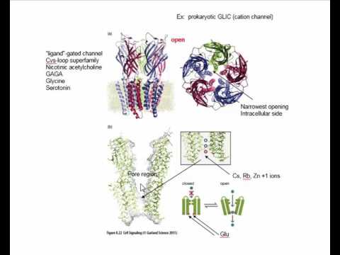 Intro to Neural Signaling - YouTube