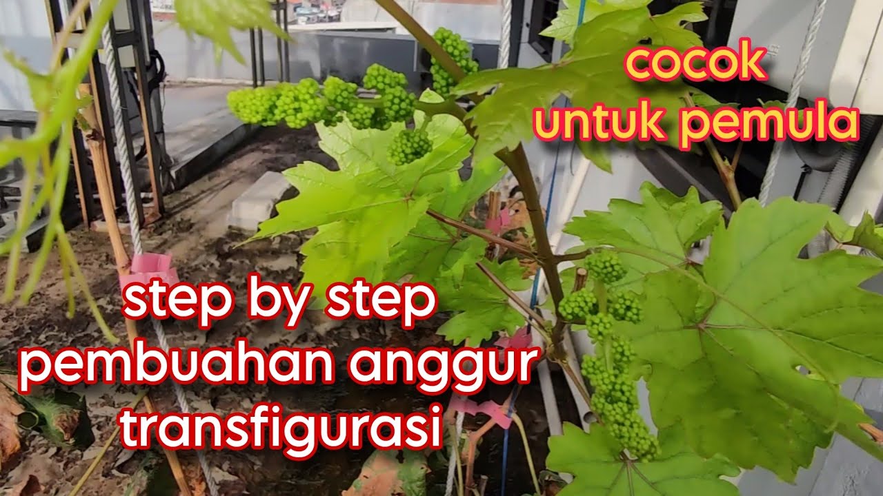 STEP BY STEP PEMBUAHAN ANGGUR TRANS TRANSFIGURASI DI MUSIM HUJAN - YouTube