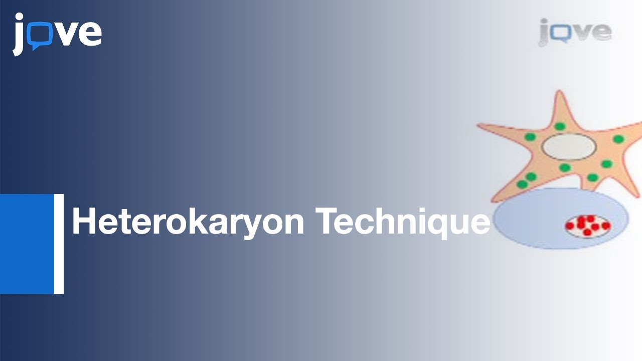 Heterokaryon Technique For Analysis Of Cell Type-Specific Localization ...