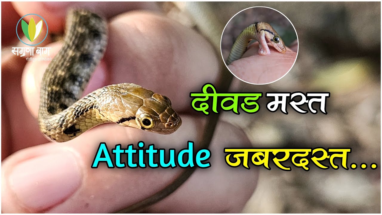 Checkered keelback | Divad Snake | दिवड साप | #snake #sagunabaug - YouTube