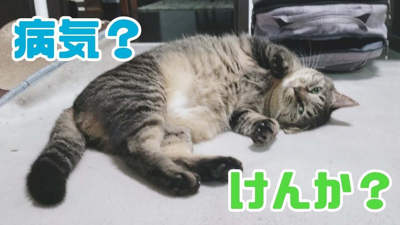 【速報】あんなに仲の良かった姉弟が全く遊ばなくなりました。 Youtube