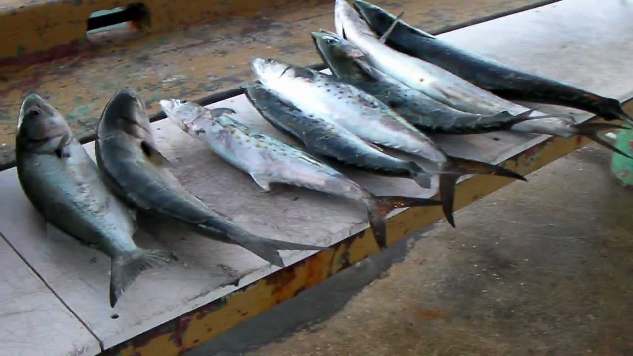 Mackerels at West Sprigger Bank - YouTube