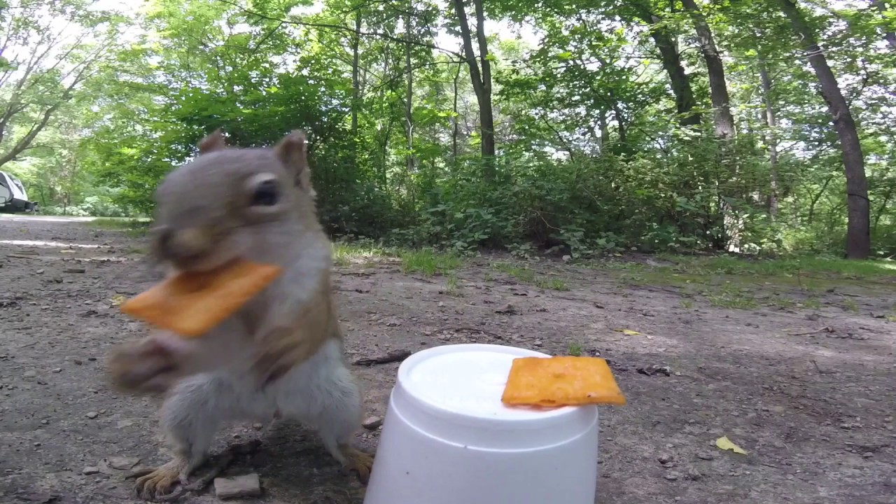 SQUIRREL THIEF // GABE SEGURA - YouTube
