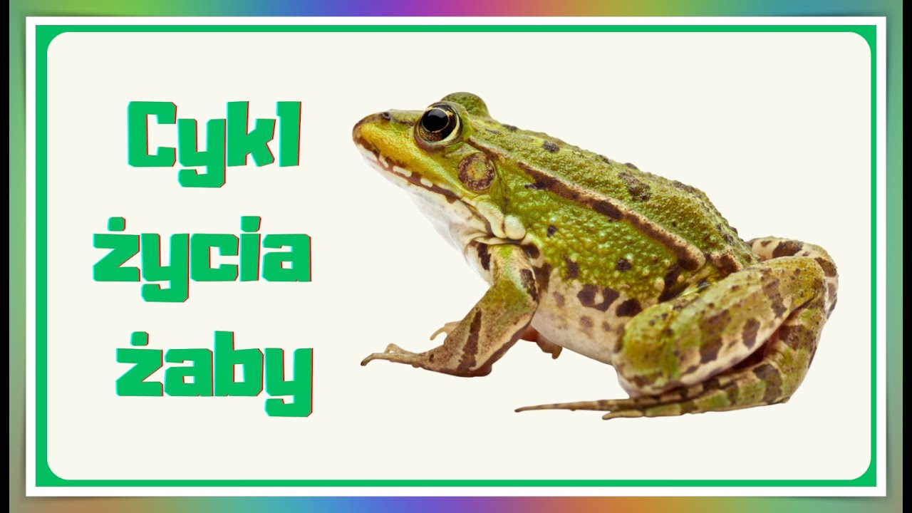Cykl życia żaby - od jajeczka do płaza - film edukacyjny dla dzieci ...