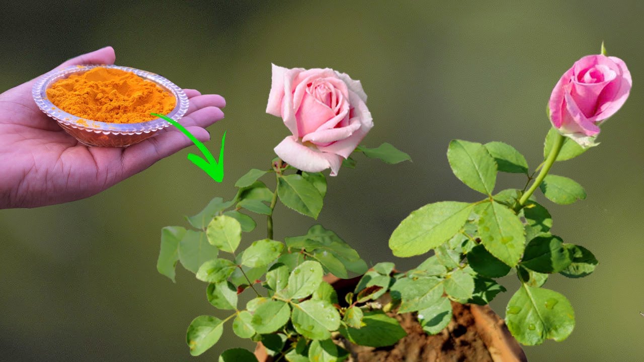 TOP 5 POWERFUL ROSE GARDENING TIPS | Best Home Remedies for Rose Plant ...