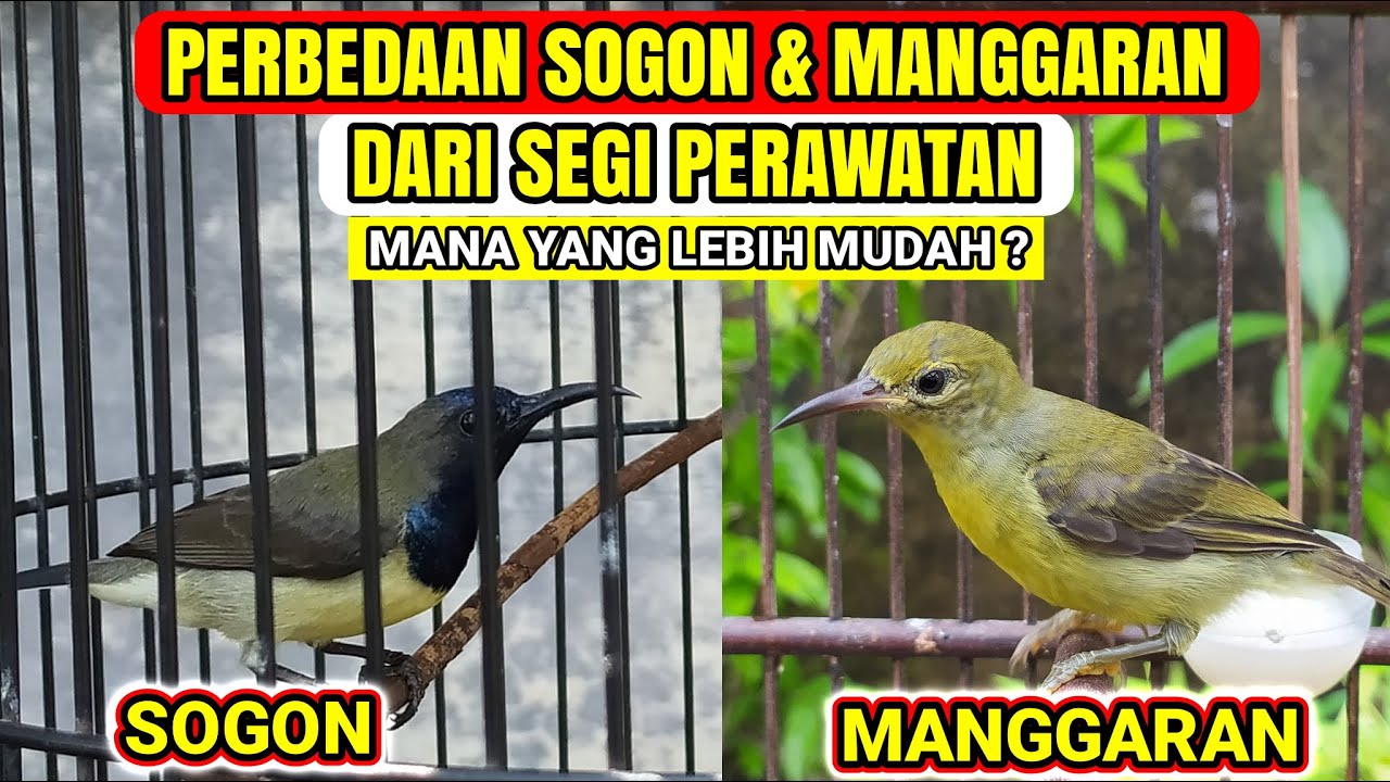 MANAKAH PERAWATAN YANG LEBIH MUDAH SOGON ATAU MANGGARAN - YouTube