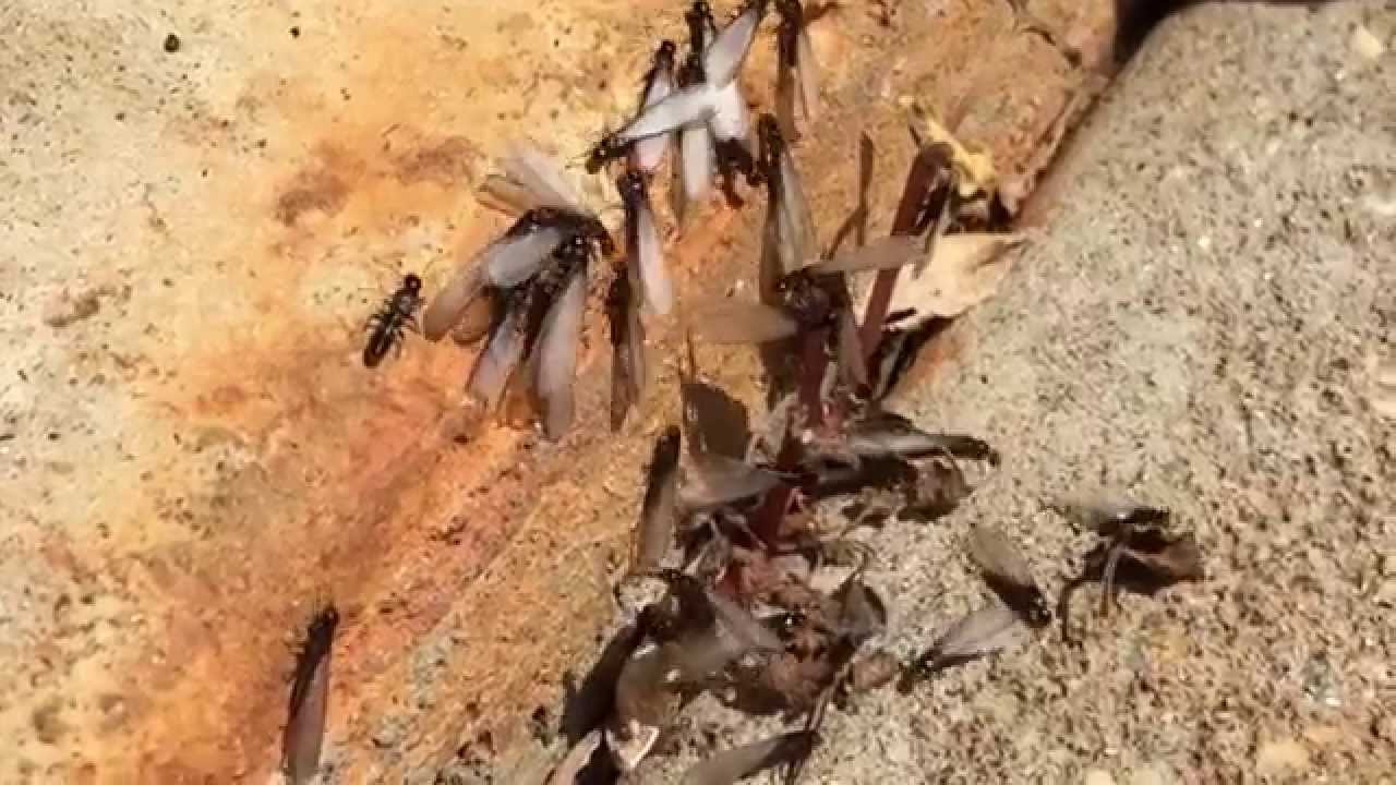 Termite Swarm in Cherokee Co. Georgia - YouTube