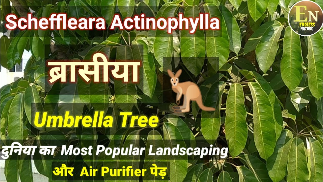 Brassia Actinophylla| Australian Umbrella Tree| Quisland Umbrella Tree ...