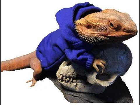 Morrowind Lizard Adventure 1 - YouTube