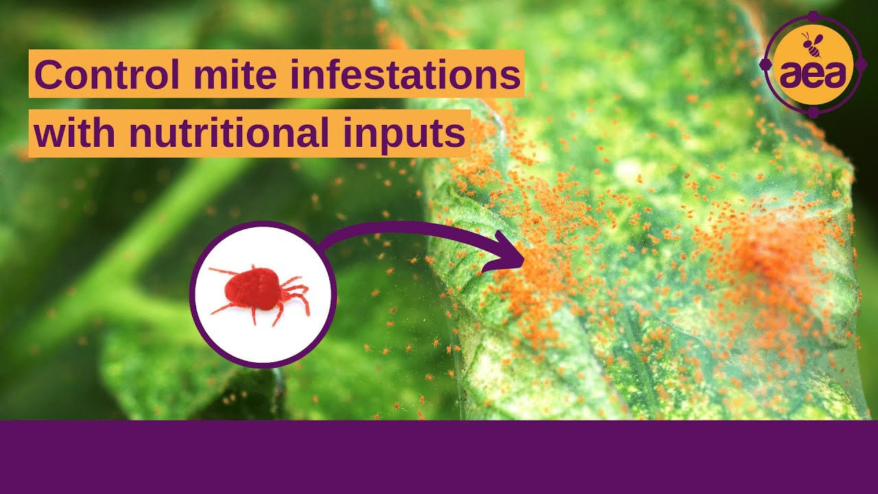 Controlling mite infestations with nutritional inputs & regenerative ...