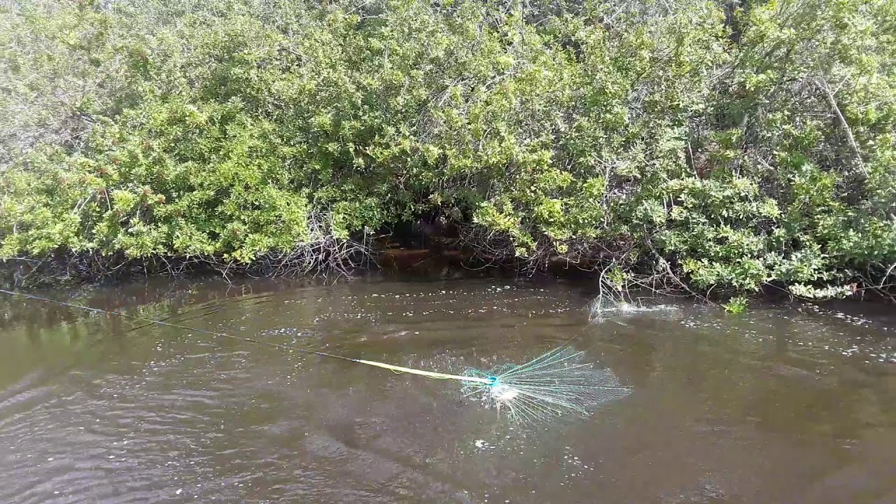 Cast netting chicken man jr style roe mullet fishing - YouTube