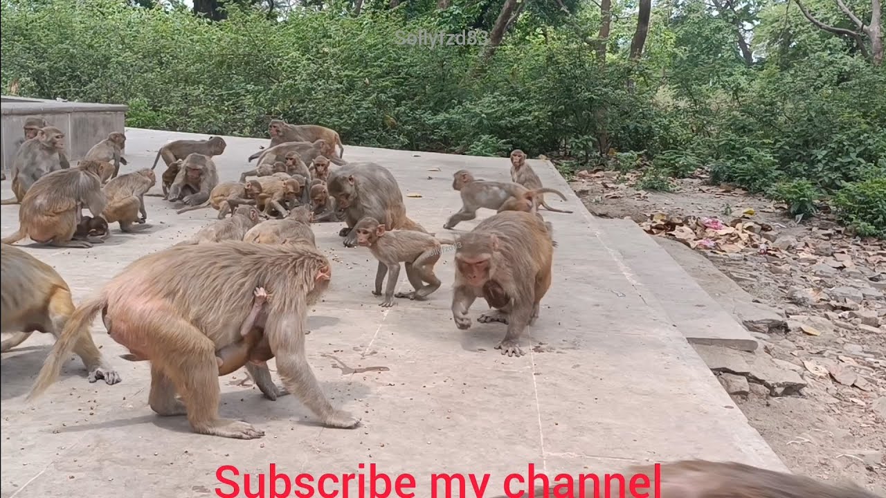 cute monkey baby and Monkeys are eating grams in Ram Mandir ayodhya ...