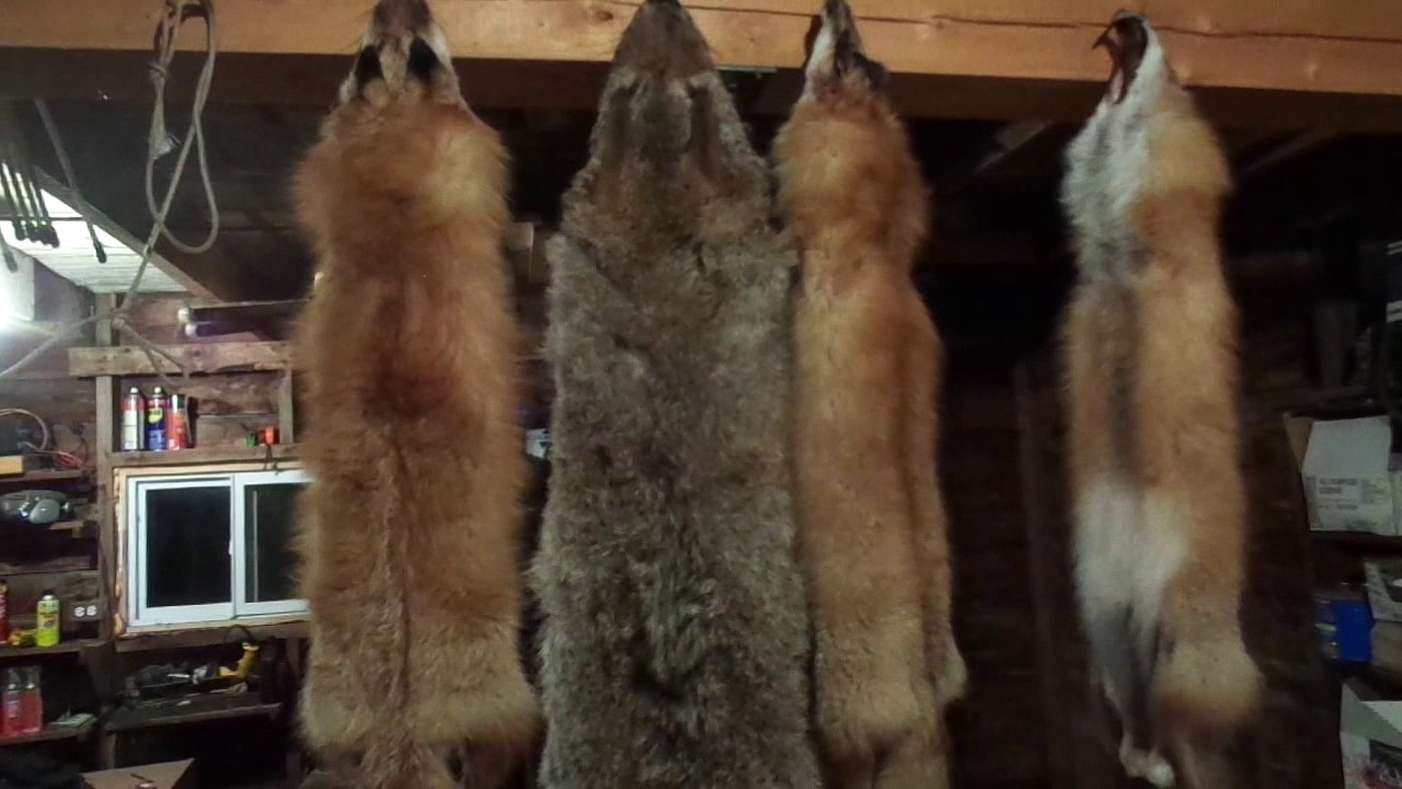 A Few Days On The K-9 Trap Line With Catches - YouTube