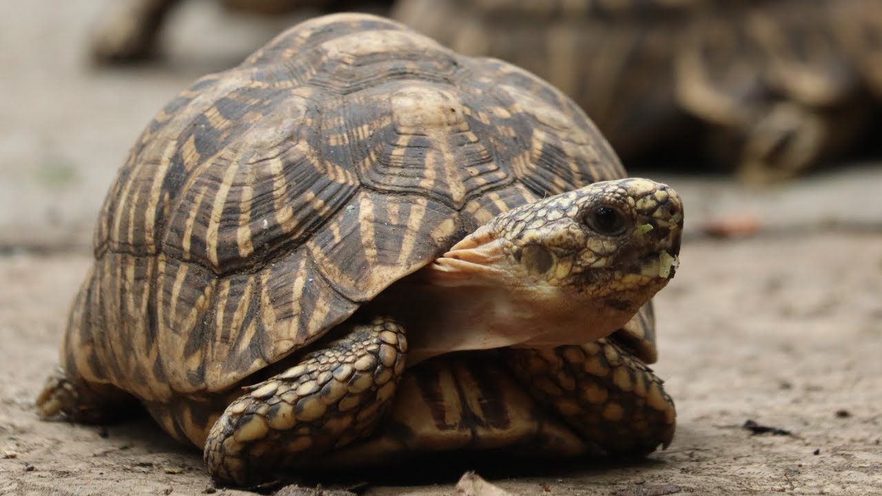 Cute gopher tortoises eating a food - YouTube