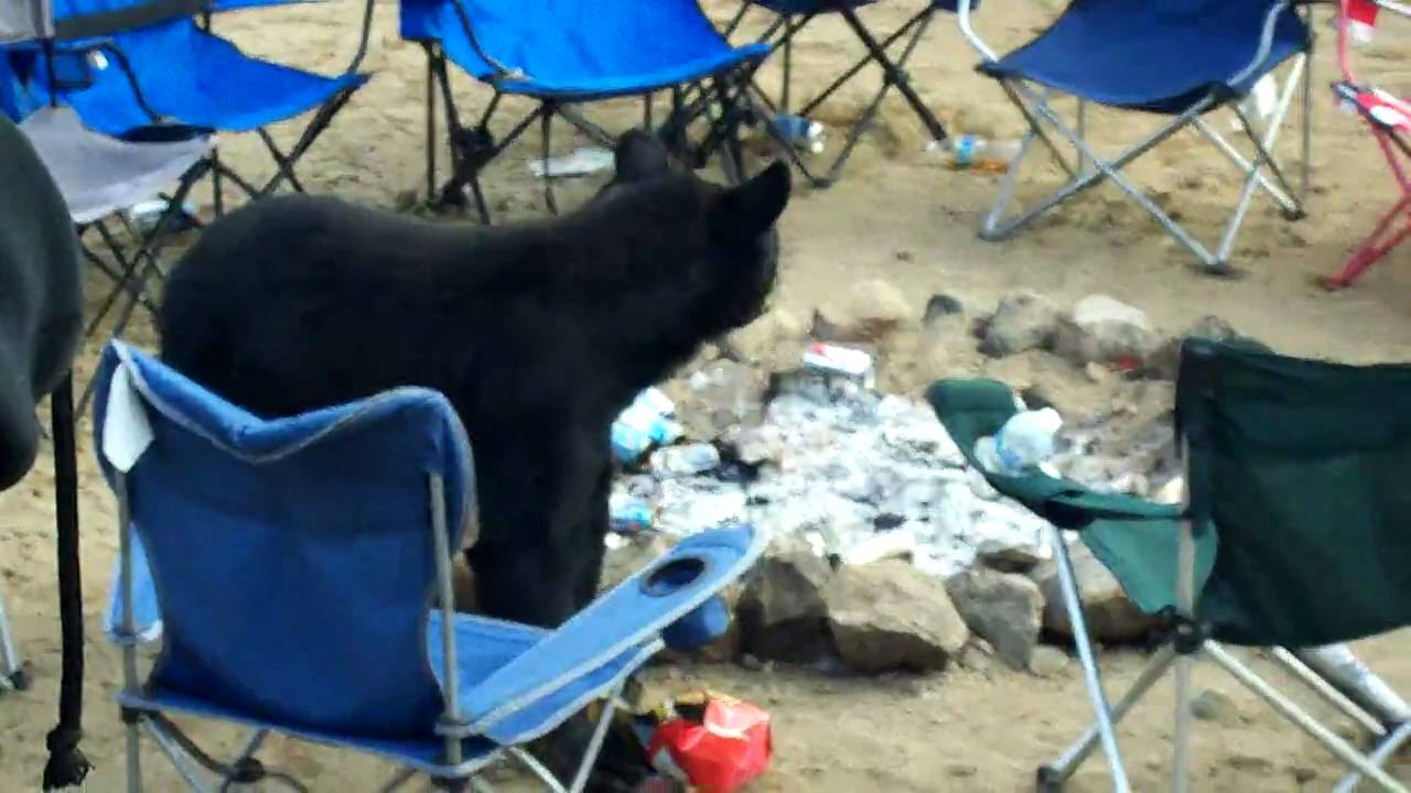 Old Forge Bear Visit - YouTube