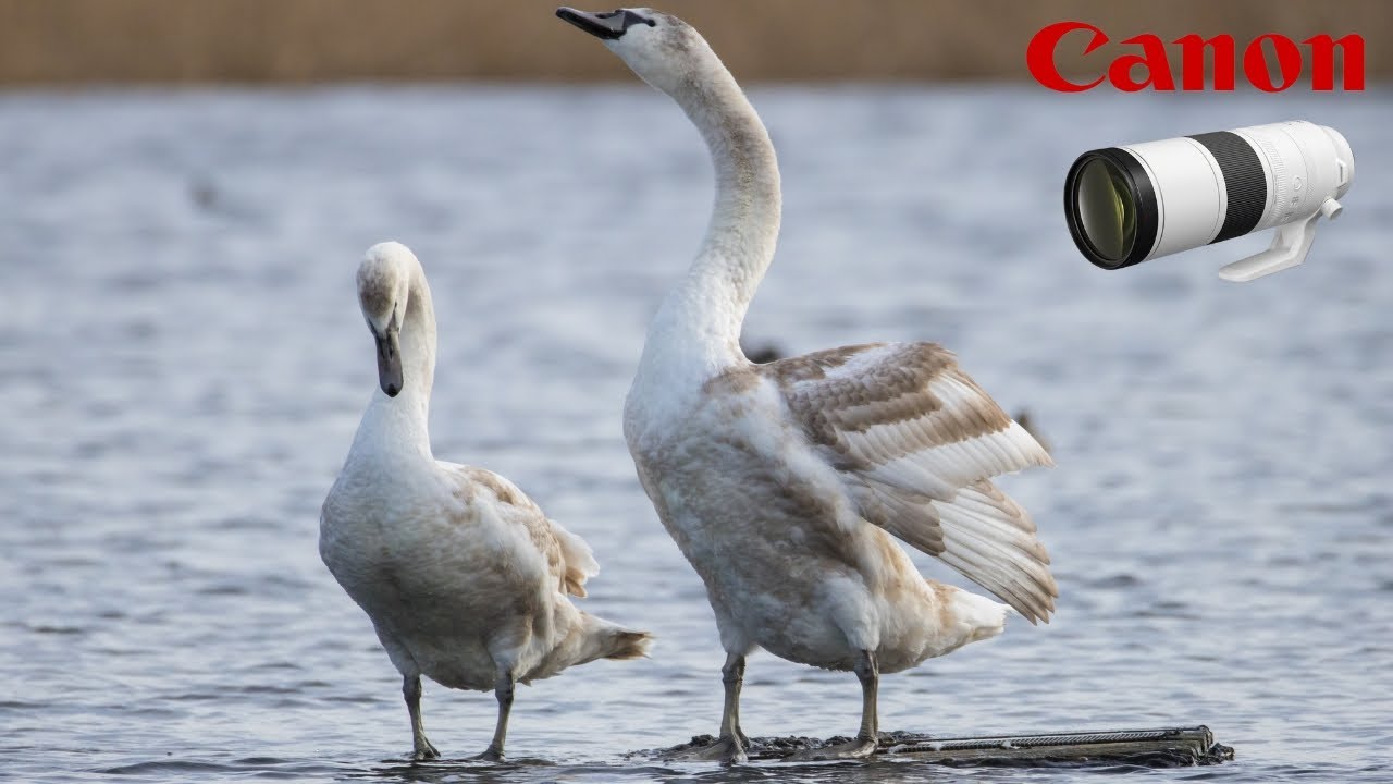 CANON RF 200-800MM LENS | MUTE SWAN CYGNET | CYGNUS OLOR | RSPB HAM ...
