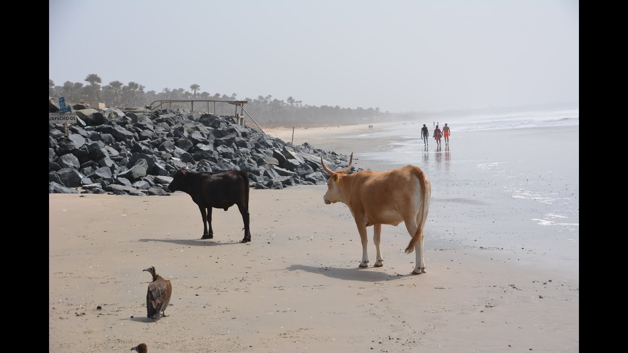 unexpected encounters at a beautiful Gambian beach at Bijilo with a ...