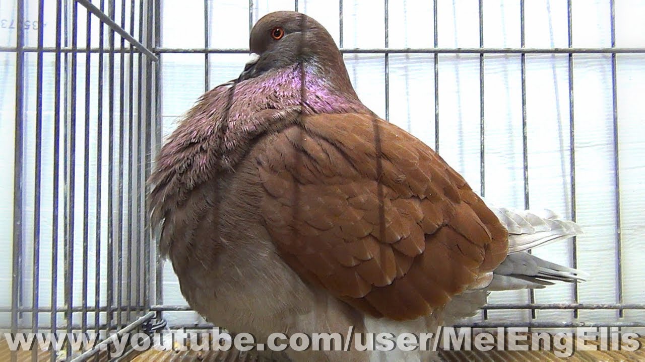 Jeune Mâle Pigeon Mondain rouge cendré à manteau plein - Nœux-les-Mines ...