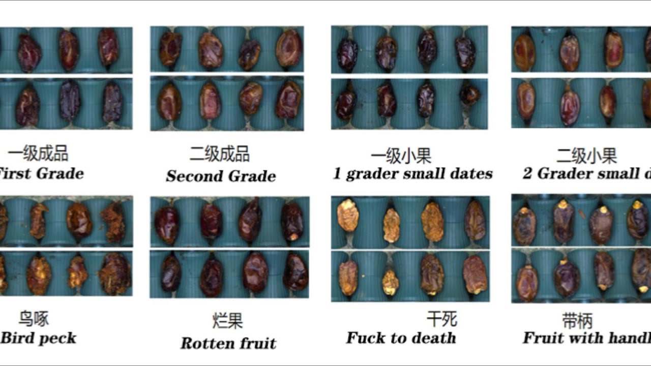 Dates palm color sorter dates grading machinery dates size sorting ...