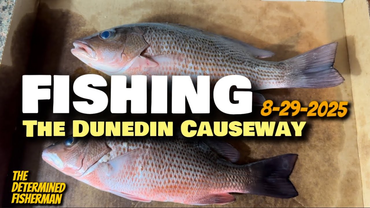 Fishing The Dunedin Causeway 8-29-2025 - YouTube