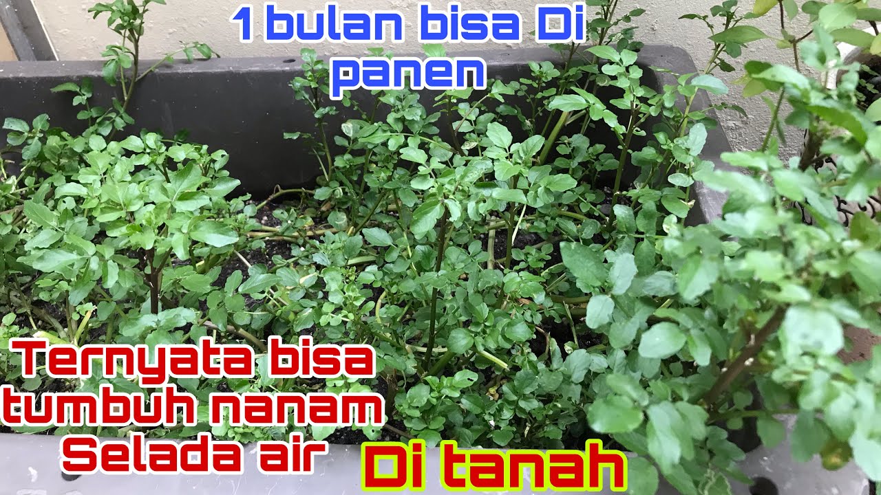 Menanam selada air Di tanah ternyata bisa ,1 bulan bisa Di panen - YouTube