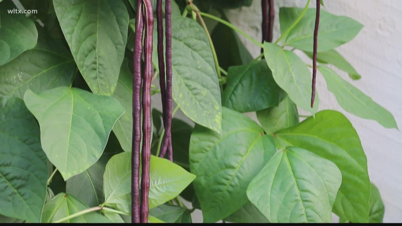 Yard Long Beans: A Great Choice for Summer Gardens in the South - YouTube