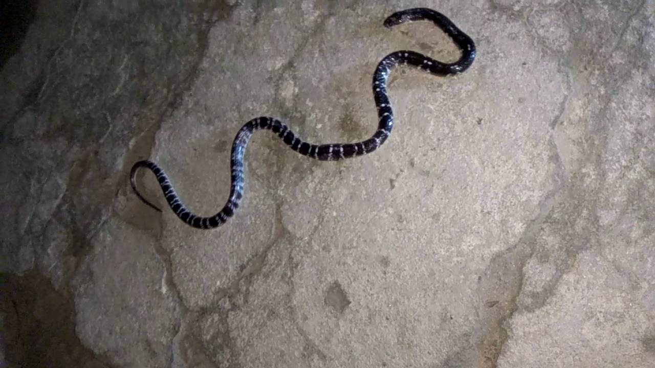 Kalach sap - YouTube