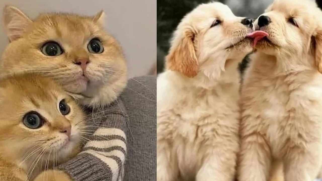Funny animal video, funny cats and dogs videos compilation 😼🐕part 8 ...