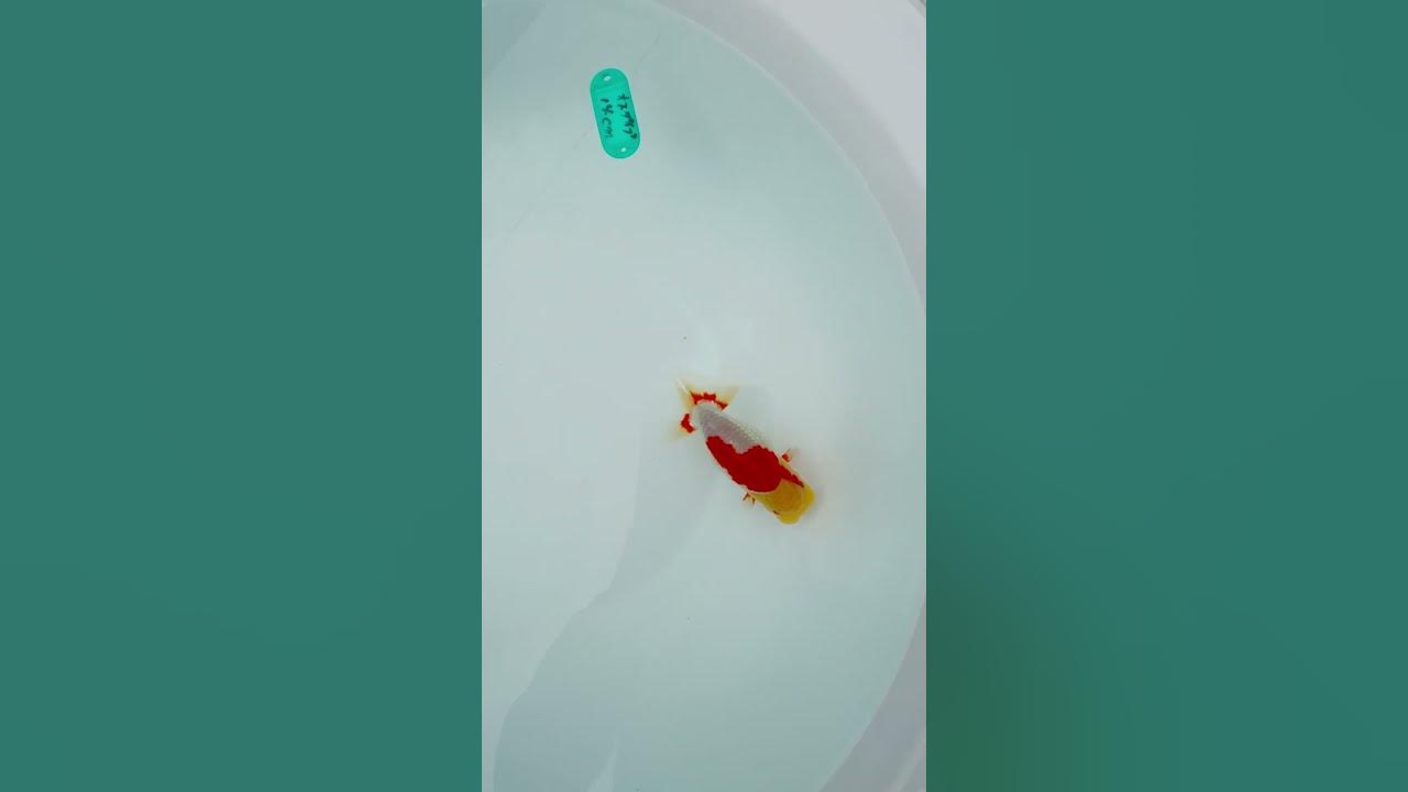 2024-11 YA3 - YouTube