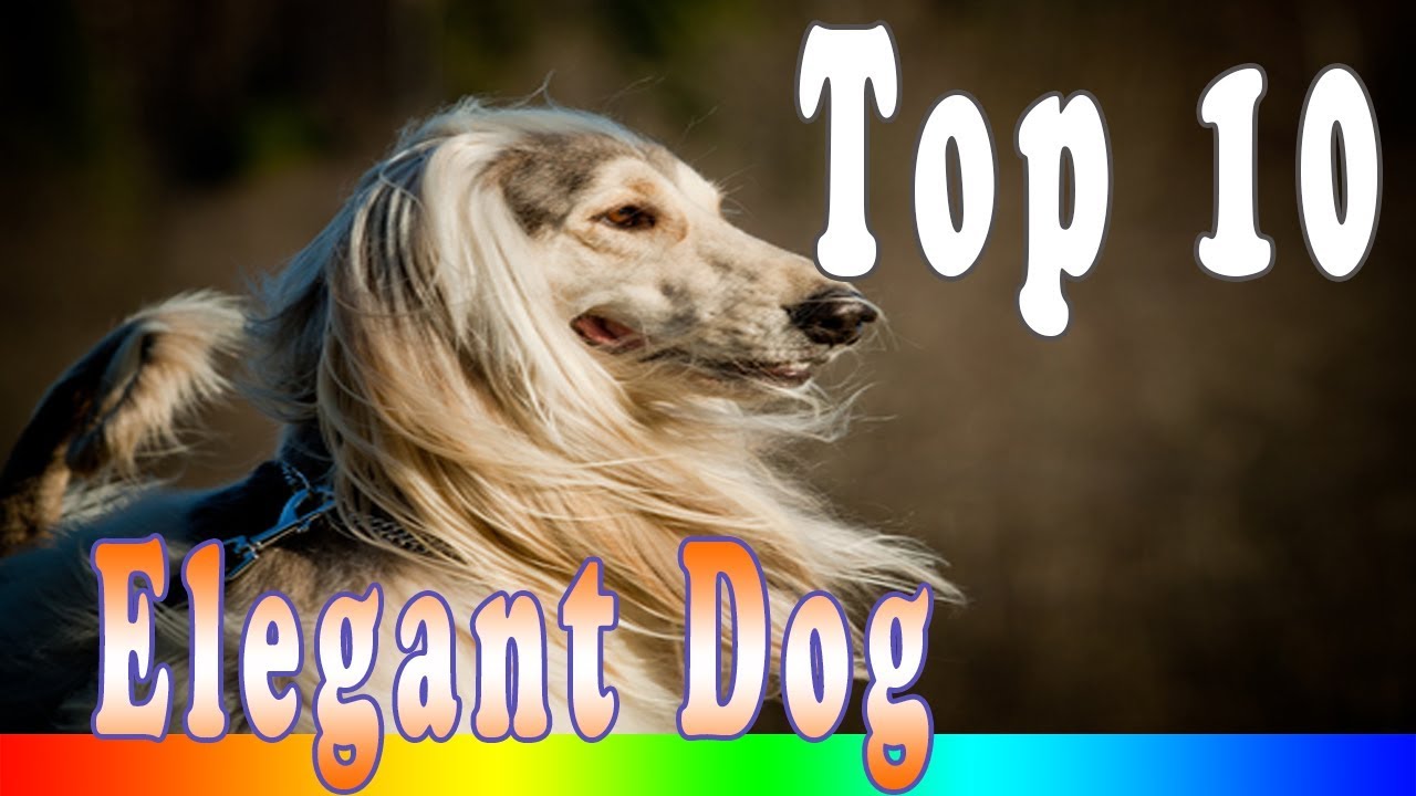 Most Beautiful Dog - The 10 Most Elegant Dog Breeds - YouTube