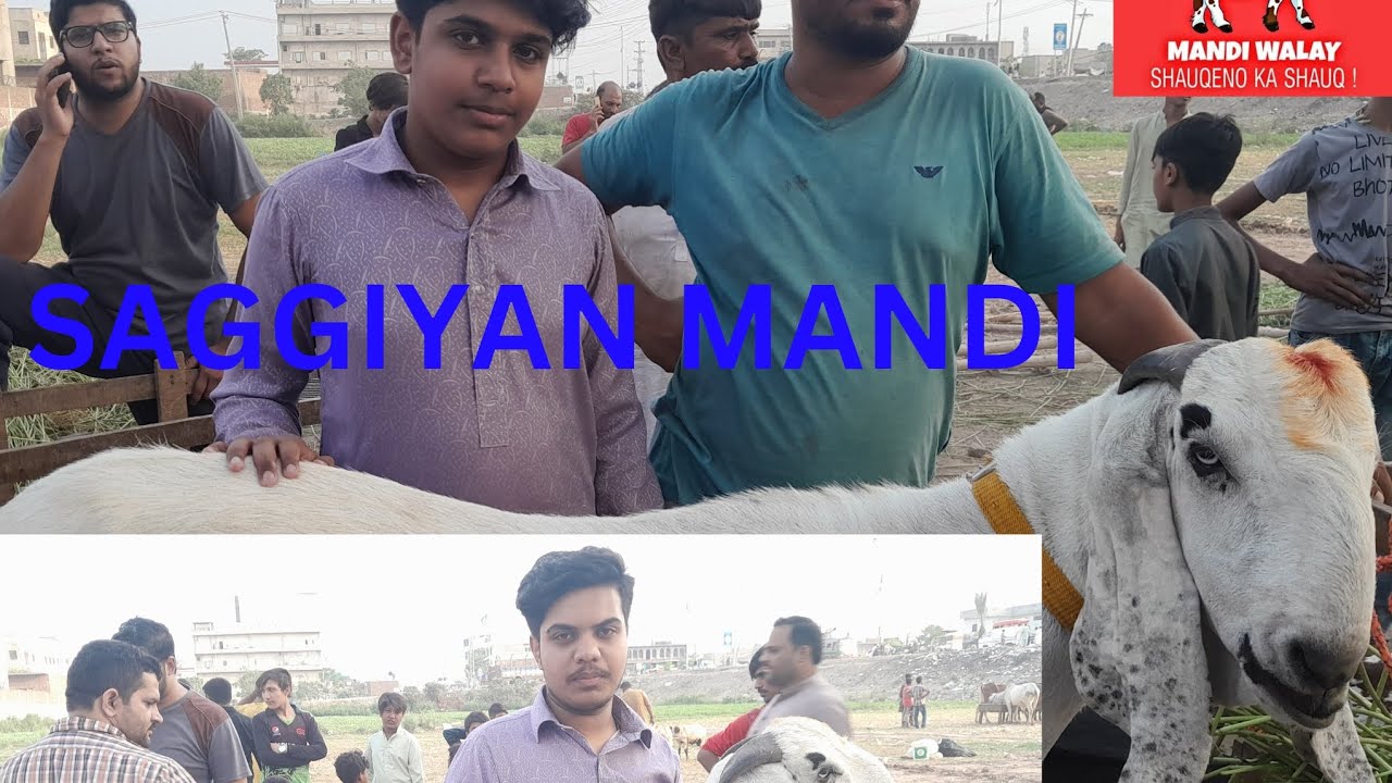 SAGGIYAN MANDI LATEST UPDATE|SHAUQENO KA SHAUQ |SUBHAN SHEIKH|SHERAZ ...