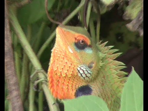 Dancing color changing chameleon - YouTube