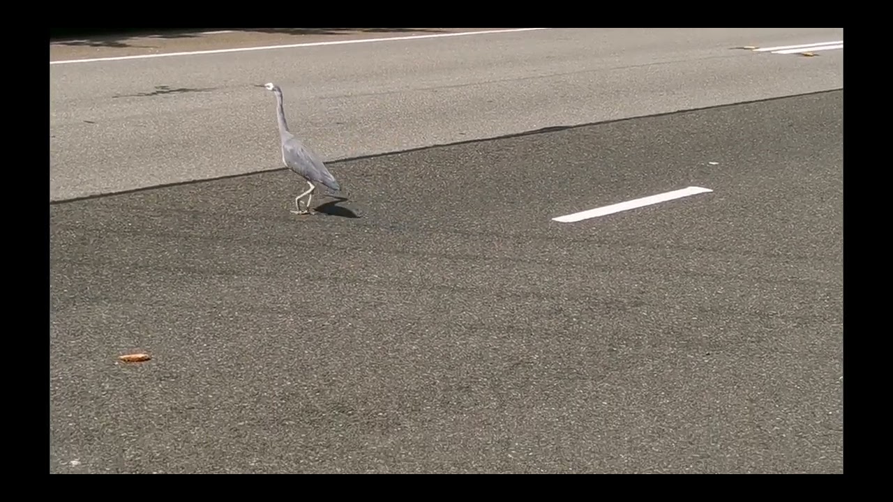 a poor bird that cannot fly - YouTube