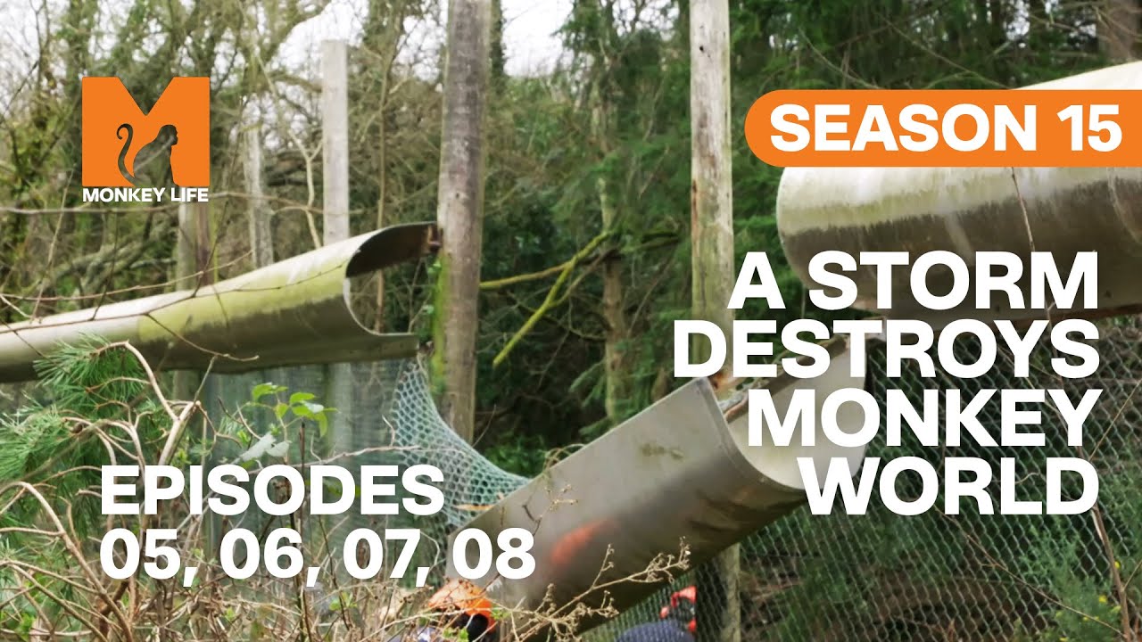 A Storm Ruins The Monkey Enclosures in Monkey Life | S15 E05, 06, 07 ...