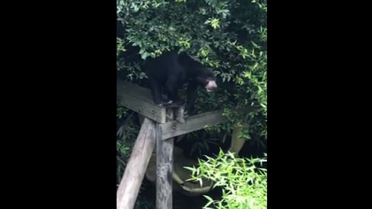 Sun Bear Walking Around On Its Hind Legs - YouTube