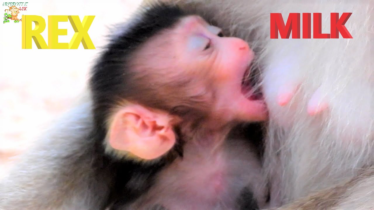 HUNGRY MILK....A LITTLE NEWBORN REX LOOK SO SKINNY OPEN MOUTH MUCH ...