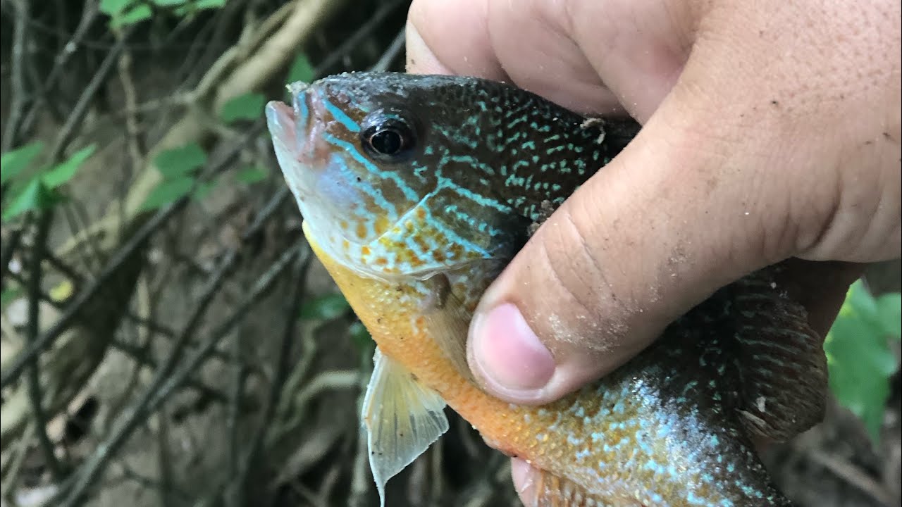 Spring Creek "Sunfish catch"!! - YouTube